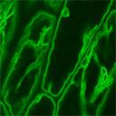 Carnegie Cell Imaging